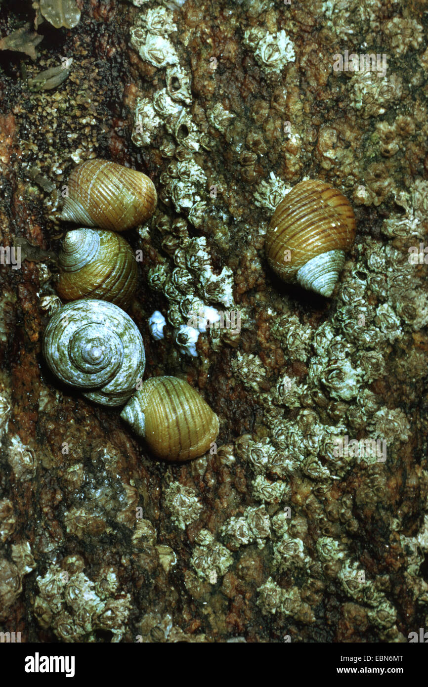 Periwinkle Animal High Resolution Stock Photography and Images - Alamy