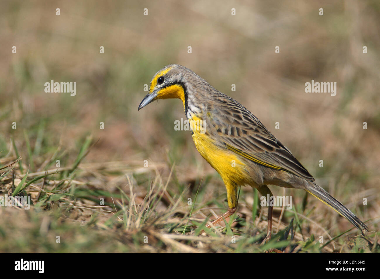 Yellow-throated longclaw (Macronyx croceus), sitting on the ground ...
