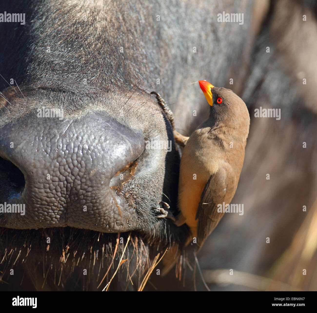 Bird yellow billed oxpecker sitting on mouth hi-res stock photography ...