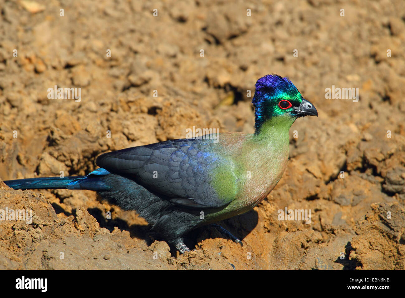 Purple-crested turaco, Violet-crested turaco, Purple-crested Lourie ...
