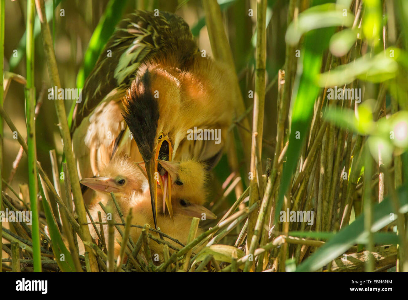 Feed its young hi-res stock photography and images - Alamy