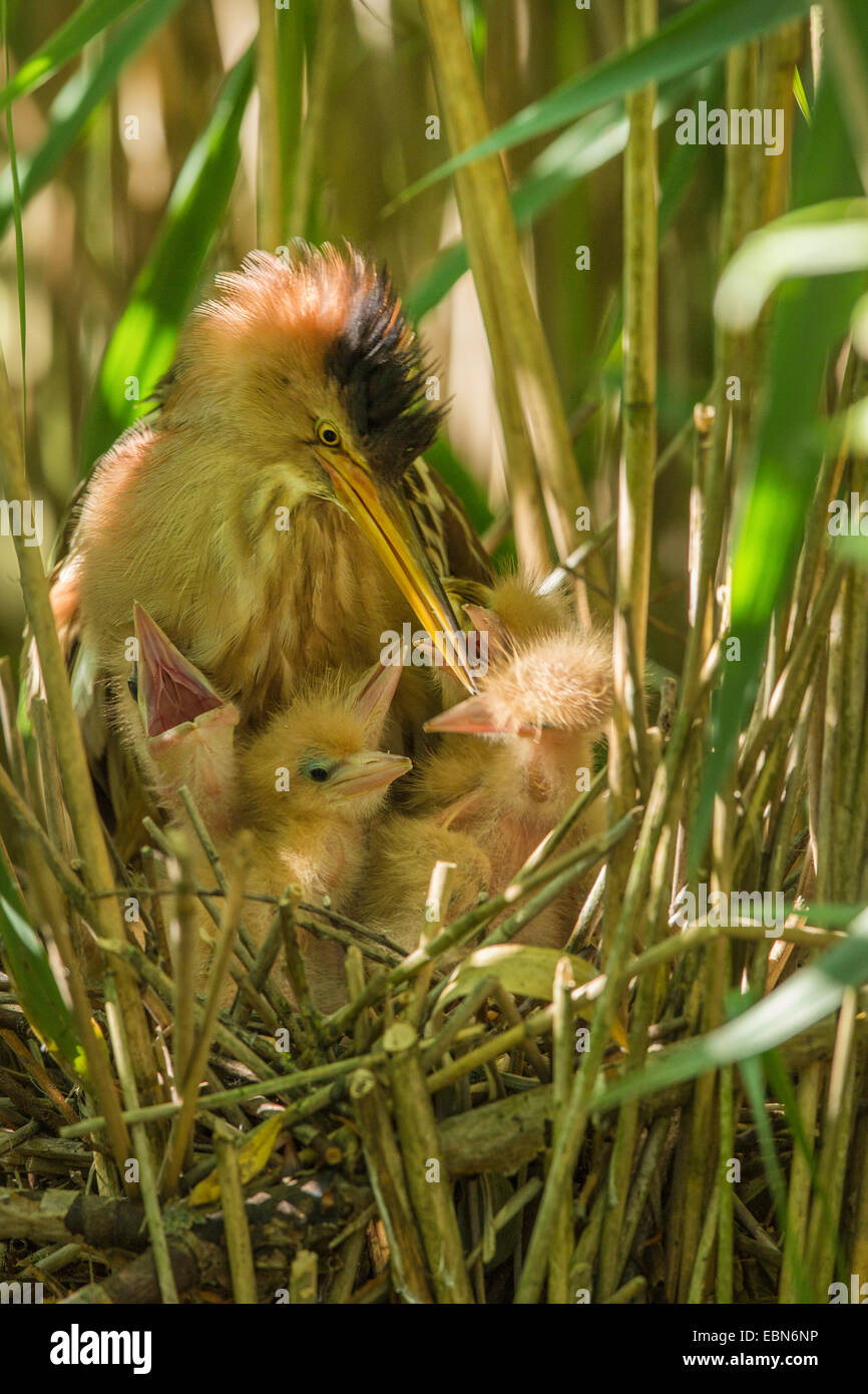 little bittern (Ixobrychus minutus), female feeding chick, Germany ...