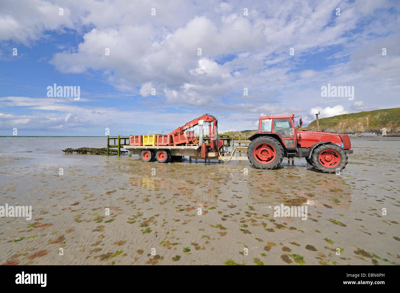 blue mussel, bay mussel, common mussel, common blue mussel (Mytilus ...