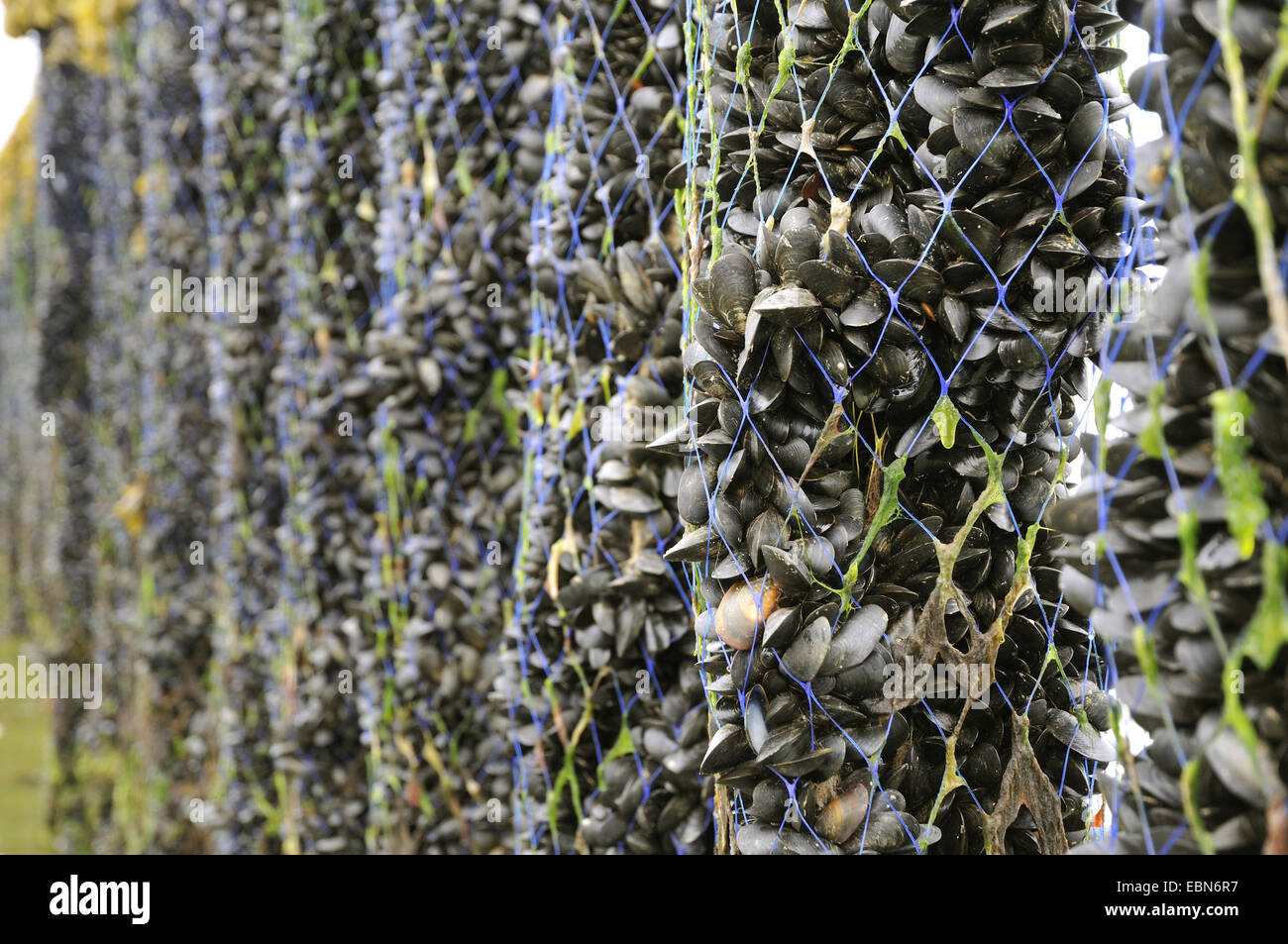 blue mussel, bay mussel, common mussel, common blue mussel (Mytilus ...