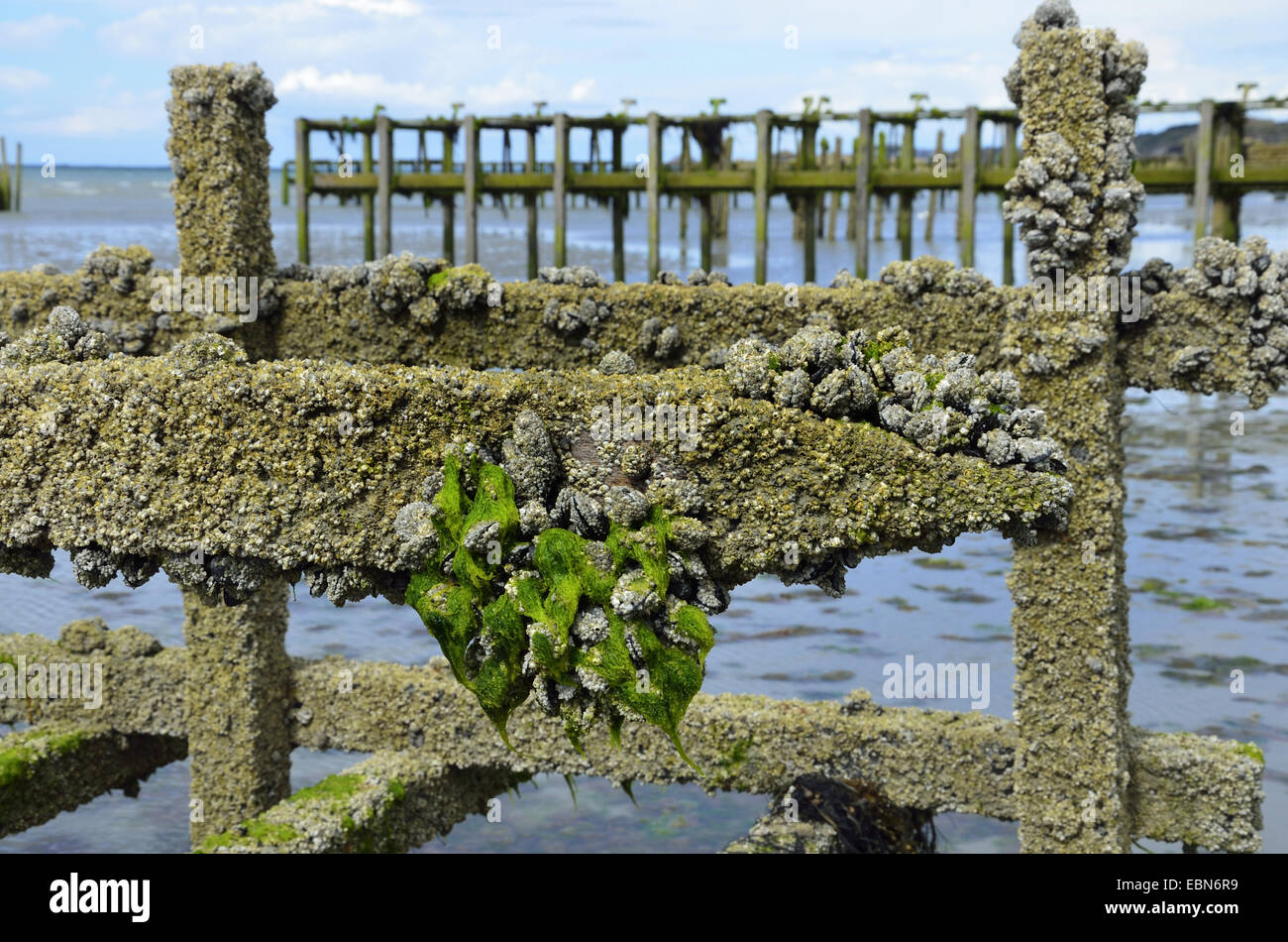 blue mussel, bay mussel, common mussel, common blue mussel (Mytilus ...