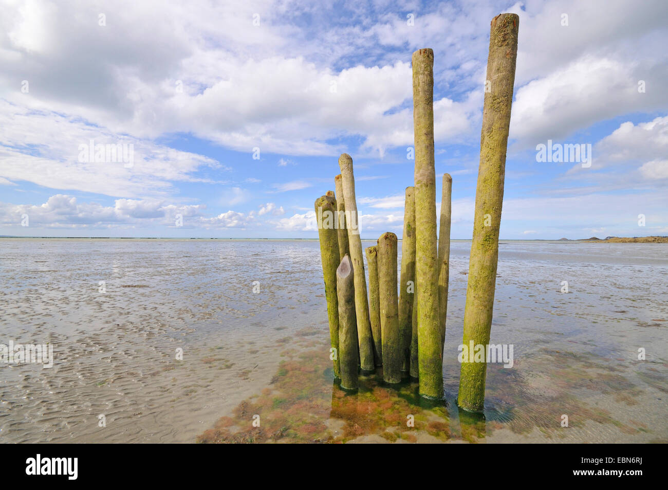 blue mussel, bay mussel, common mussel, common blue mussel (Mytilus ...