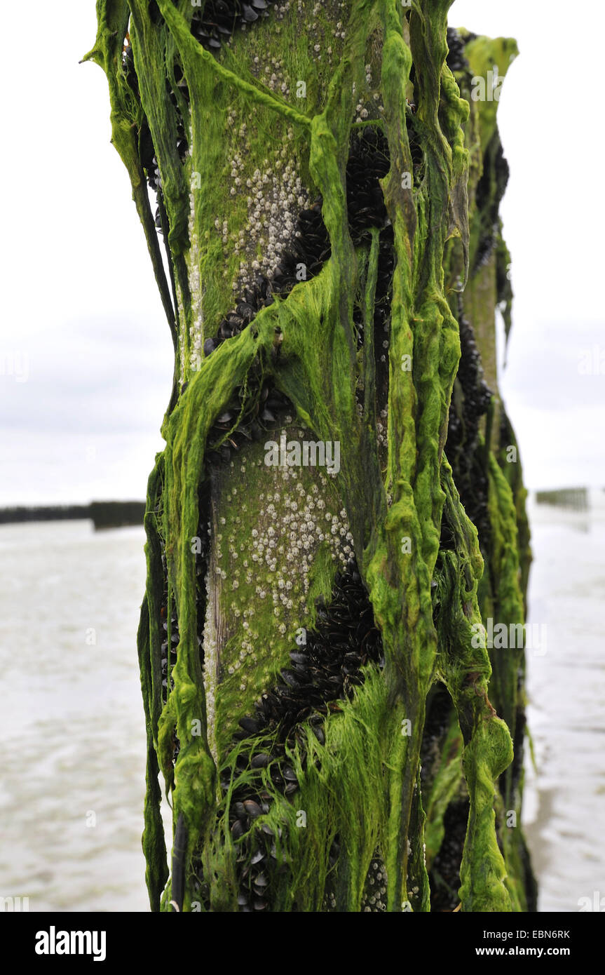 Blue mussel beds hi-res stock photography and images - Alamy