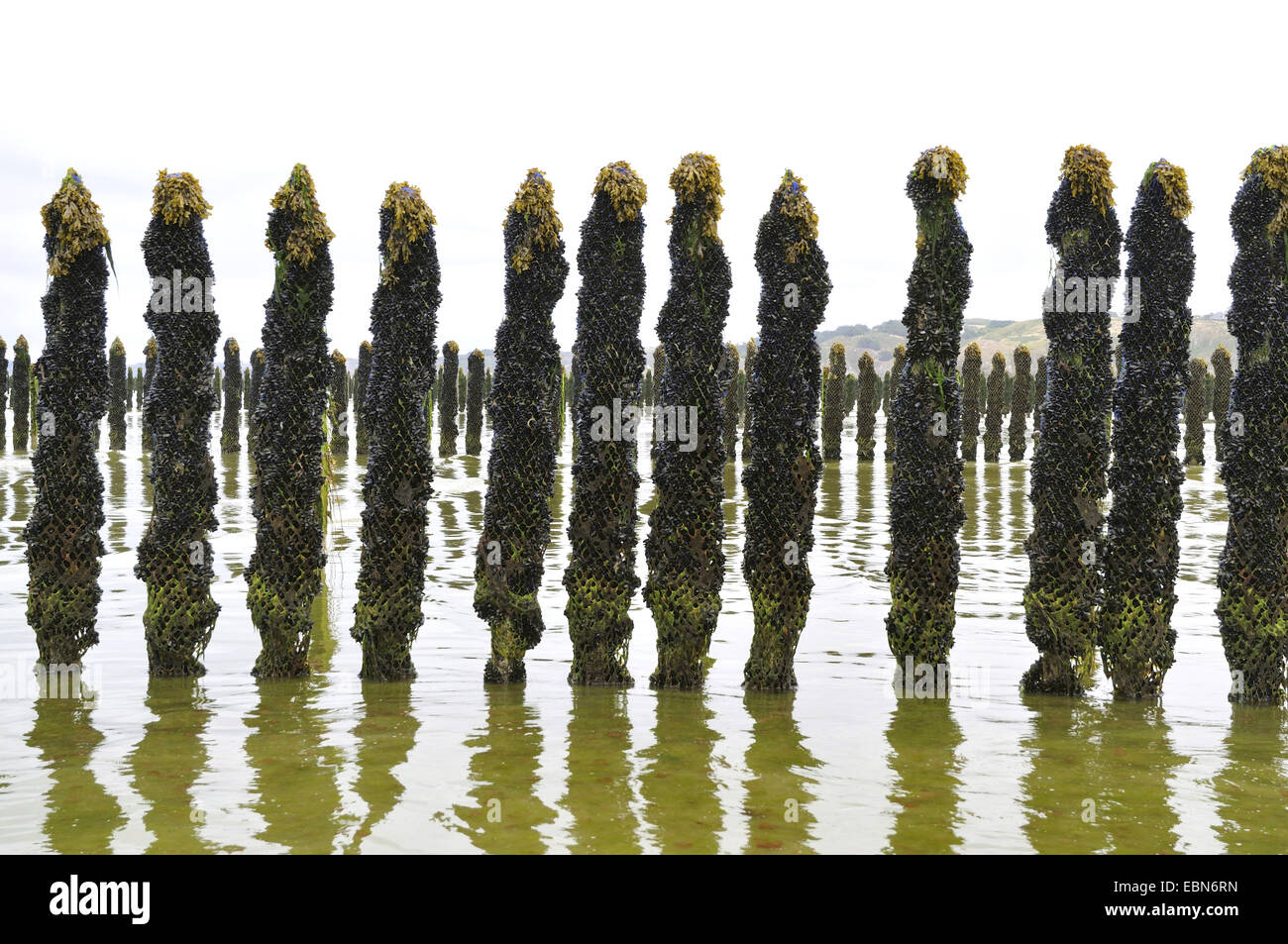 blue mussel, bay mussel, common mussel, common blue mussel (Mytilus ...