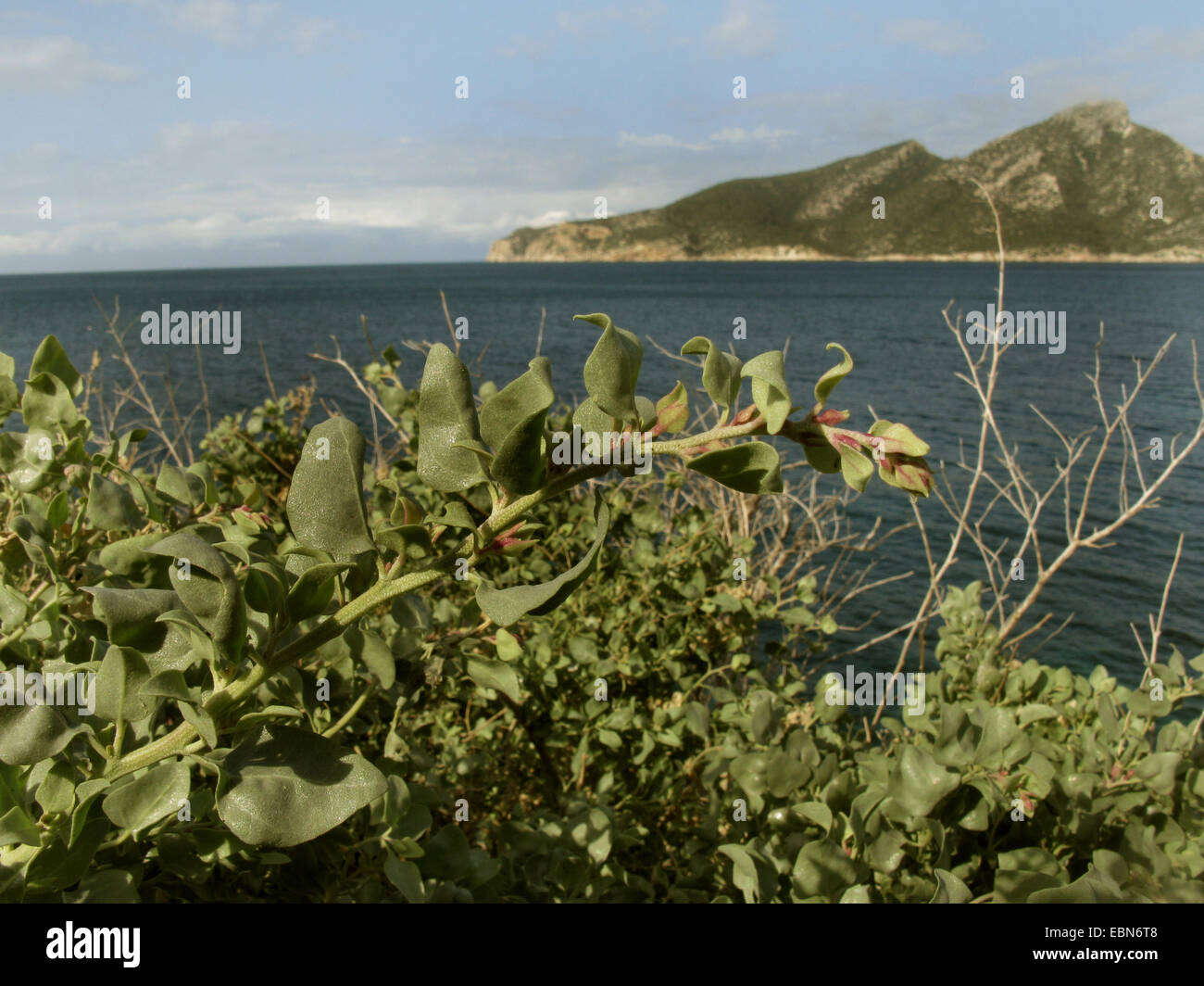 Shrubby orache atriplex halimus hi-res stock photography and images - Alamy