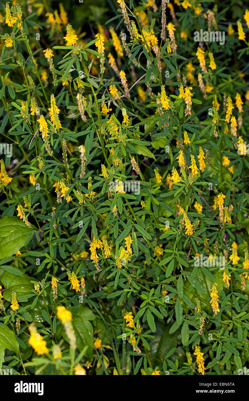 Common melilot, Ribbed melilot, Yellow melilot, Yellow sweetclover ...