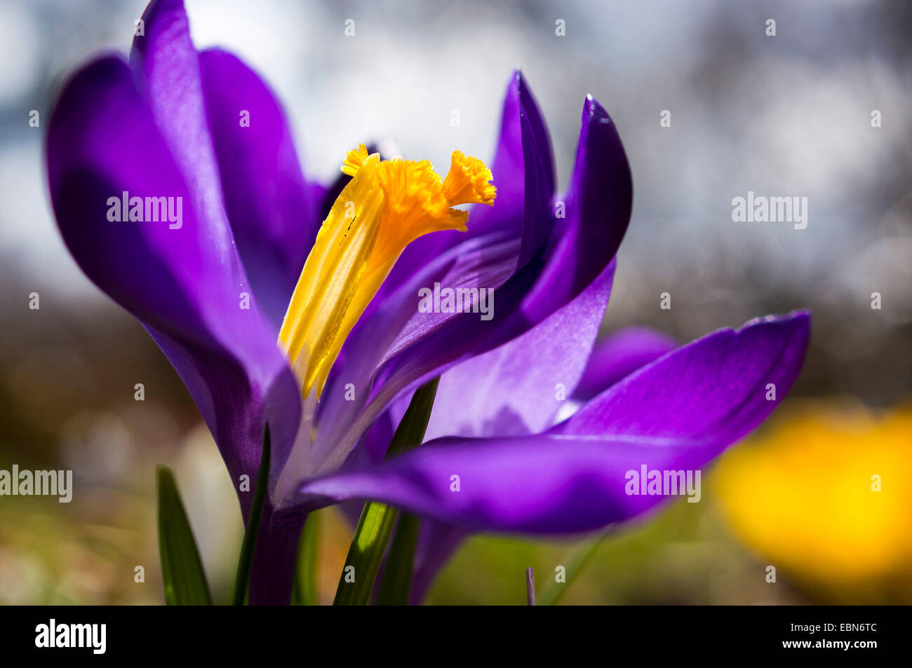 Open crocus hi-res stock photography and images - Alamy