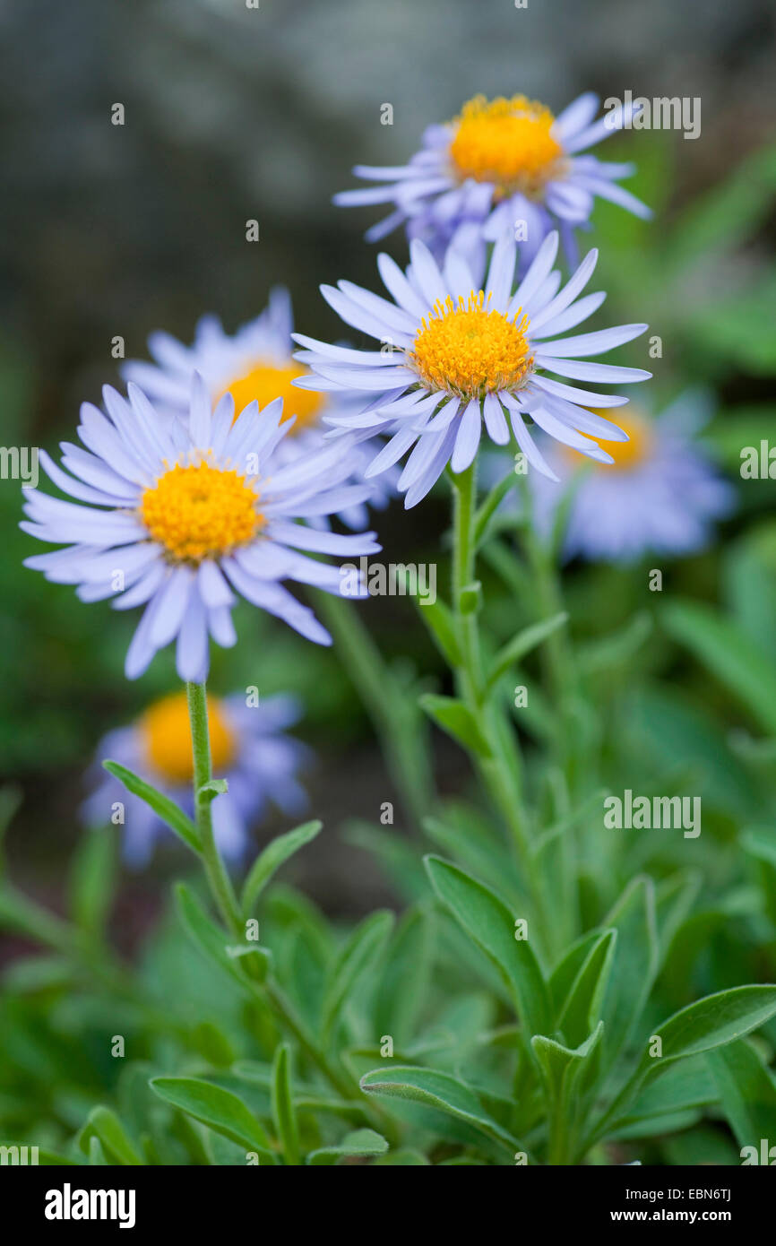 Aster himalaicus hi-res stock photography and images - Alamy