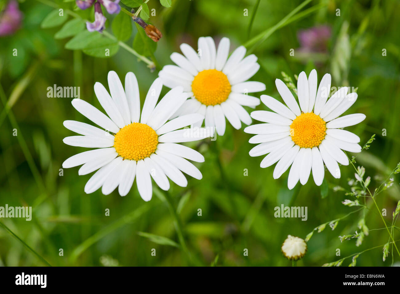 oxeye daisy, ox-eye daisy, white-weed, white daisy, dog daisy ...