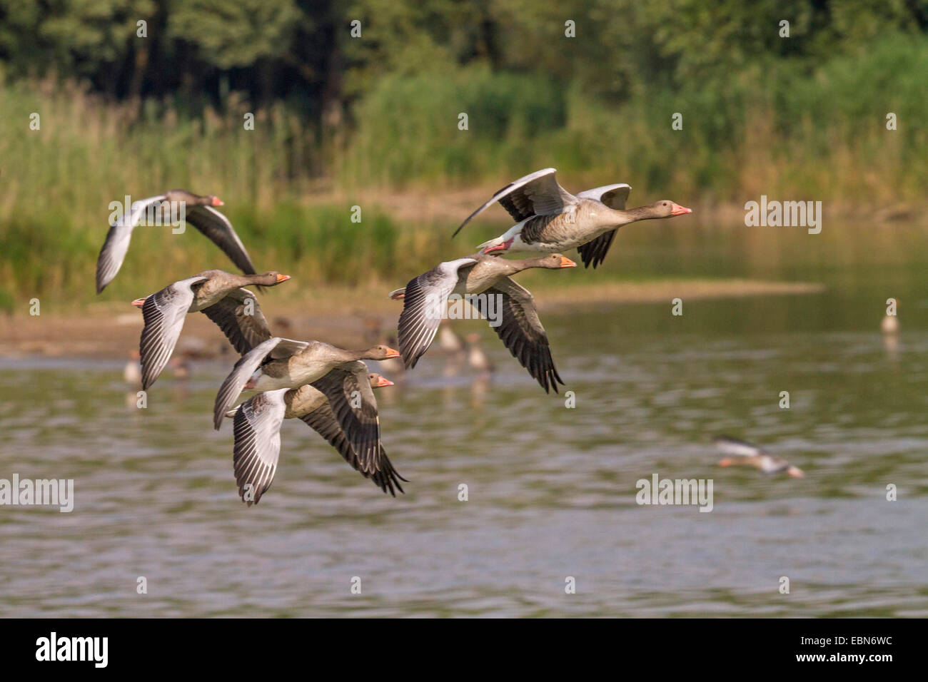 Small flock of greylag geese in flight hi-res stock photography and ...