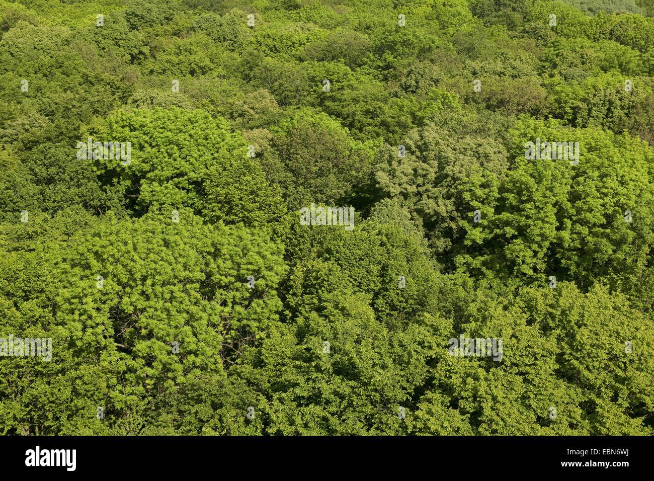 Canopy from tree hi-res stock photography and images - Alamy