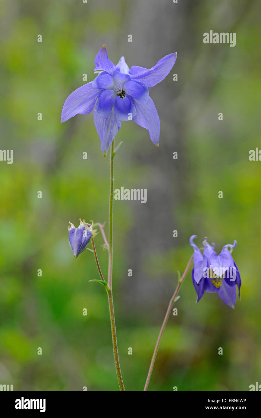 European columbine (Aquilegia vulgaris), flowers, Germany Stock Photo ...