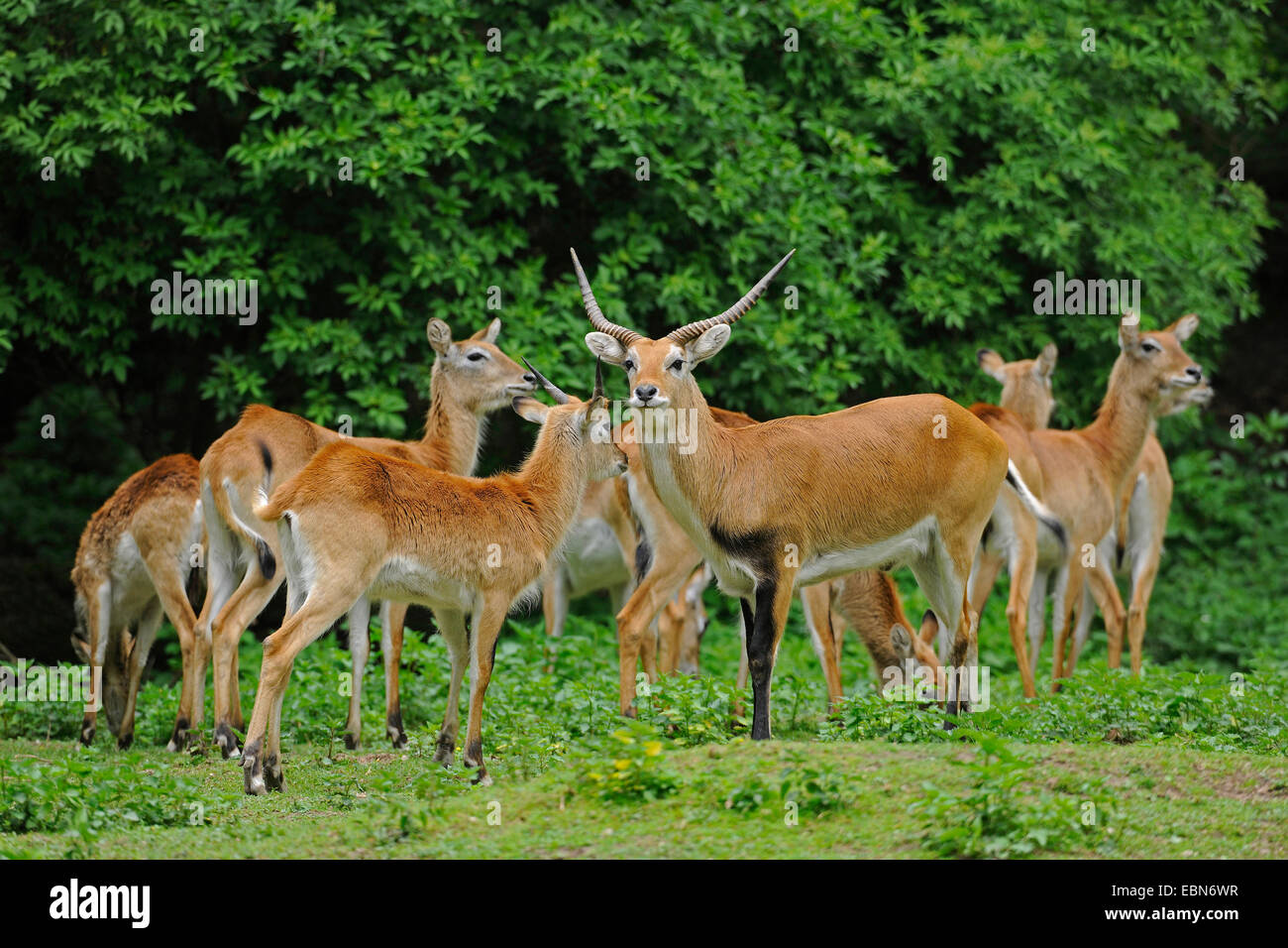 Female lechwe hi-res stock photography and images - Alamy