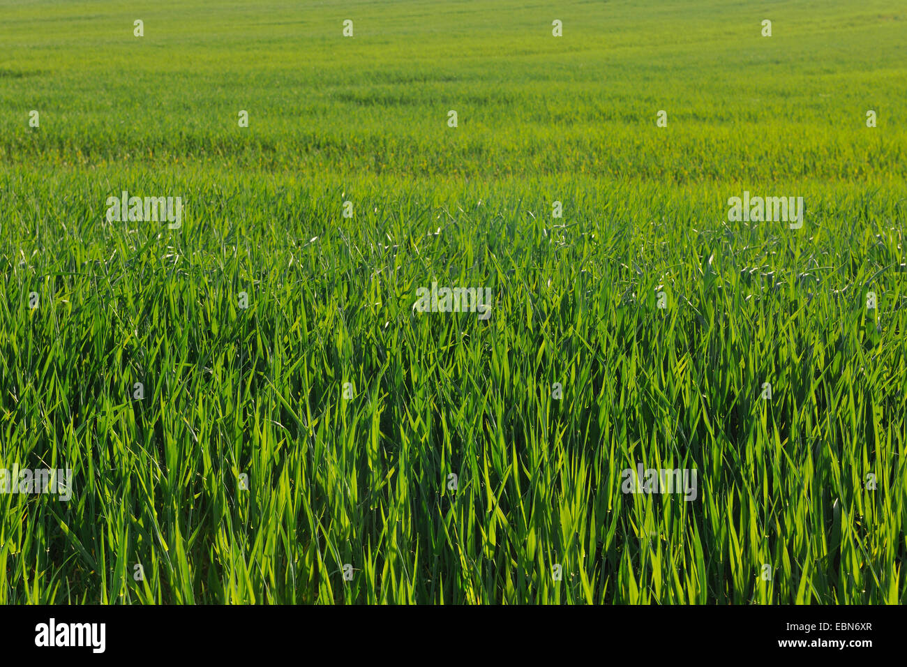 Sommariva hi-res stock photography and images - Alamy