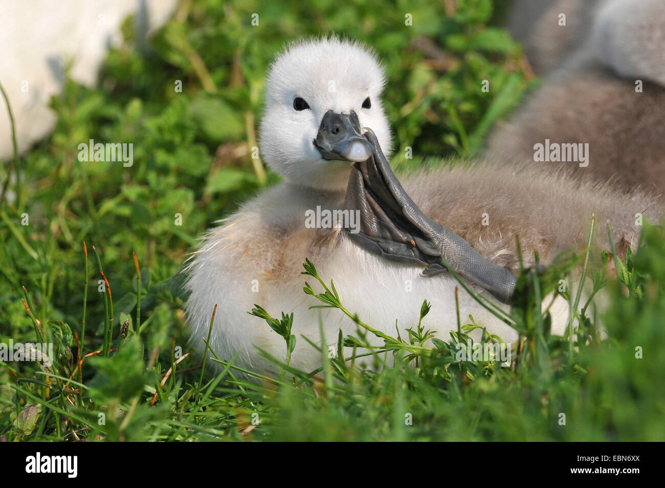 Feathers scratching hi-res stock photography and images - Alamy