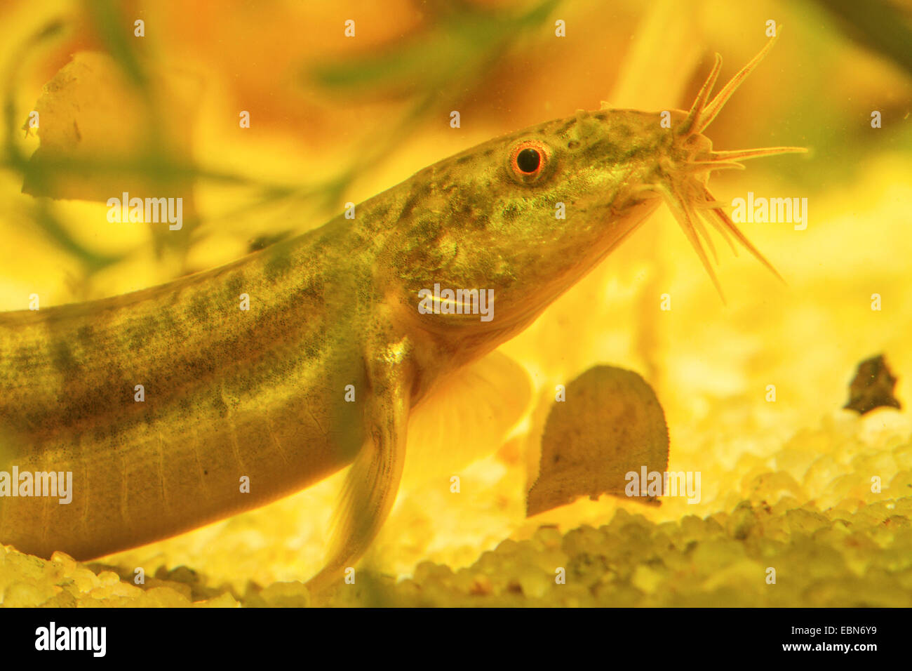 Japanese weatherfish (Misgurnus anguillicaudatus), portrait, male Stock ...