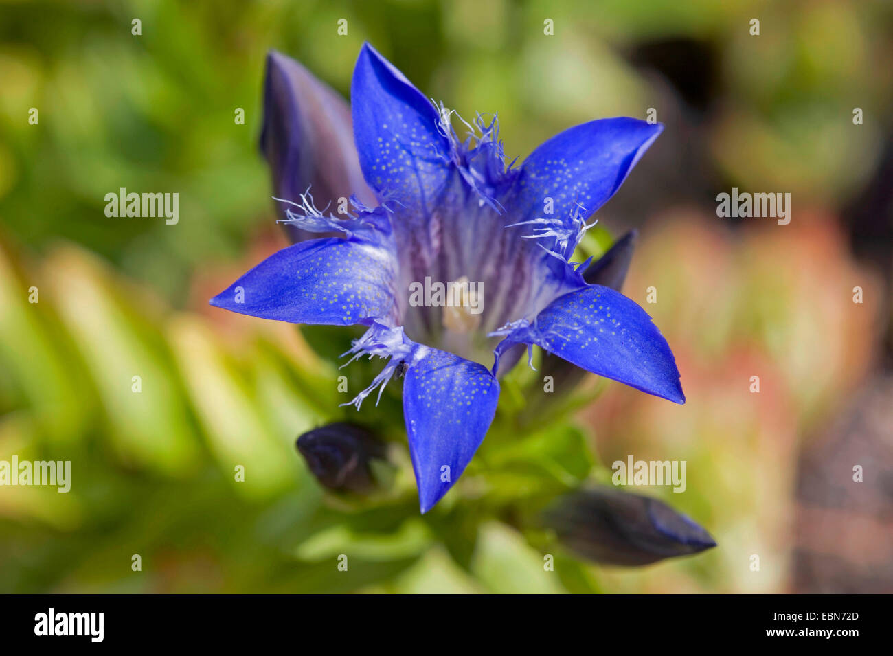 Gentianaceae hi-res stock photography and images - Alamy