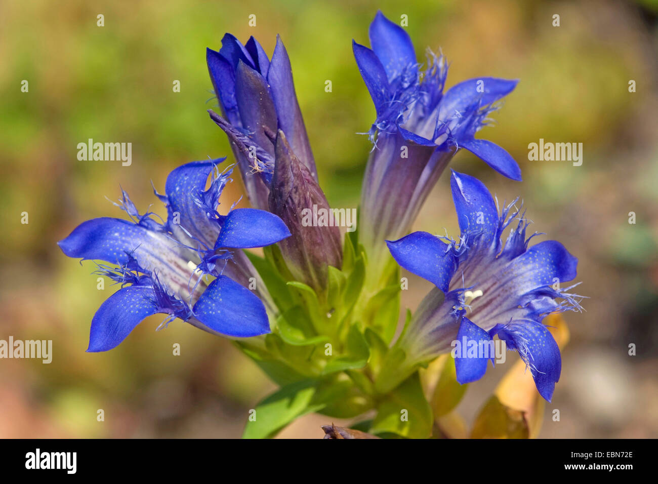 Gentianaceae hi-res stock photography and images - Alamy