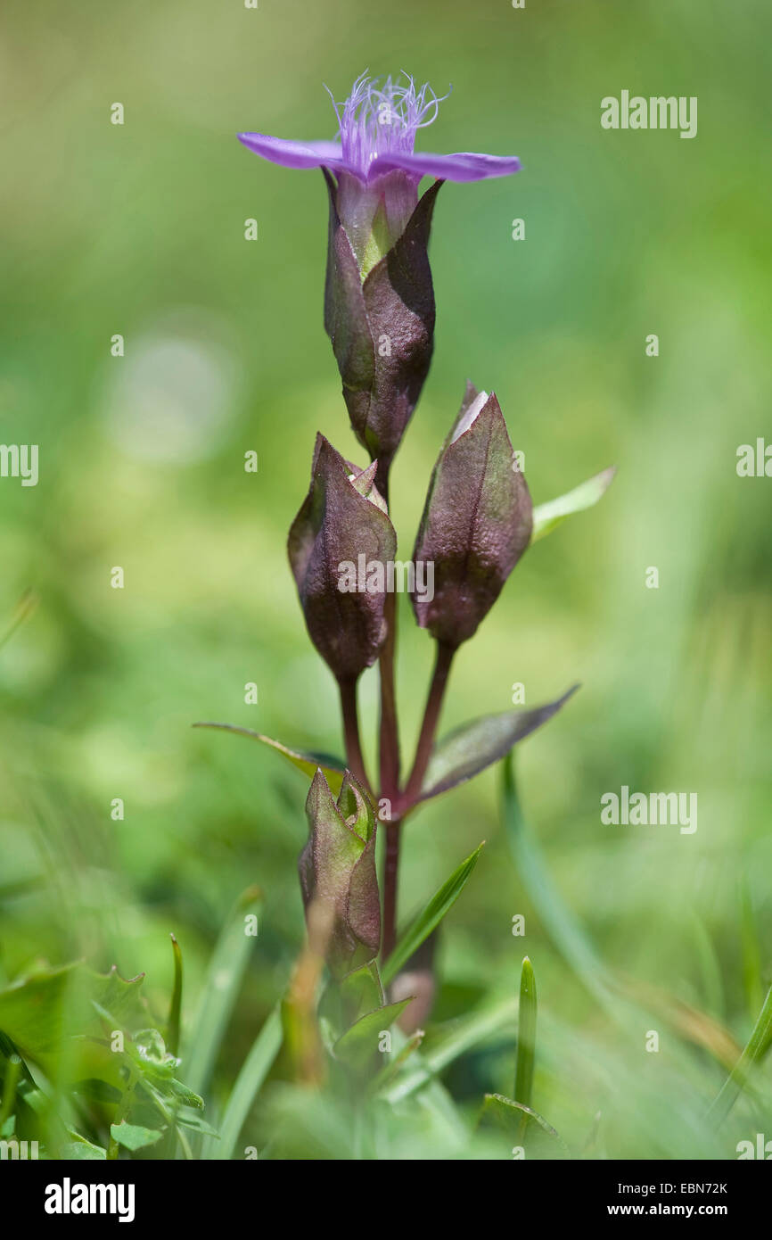 Field gentian (Gentianella campestris), blooming, Germany Stock Photo ...