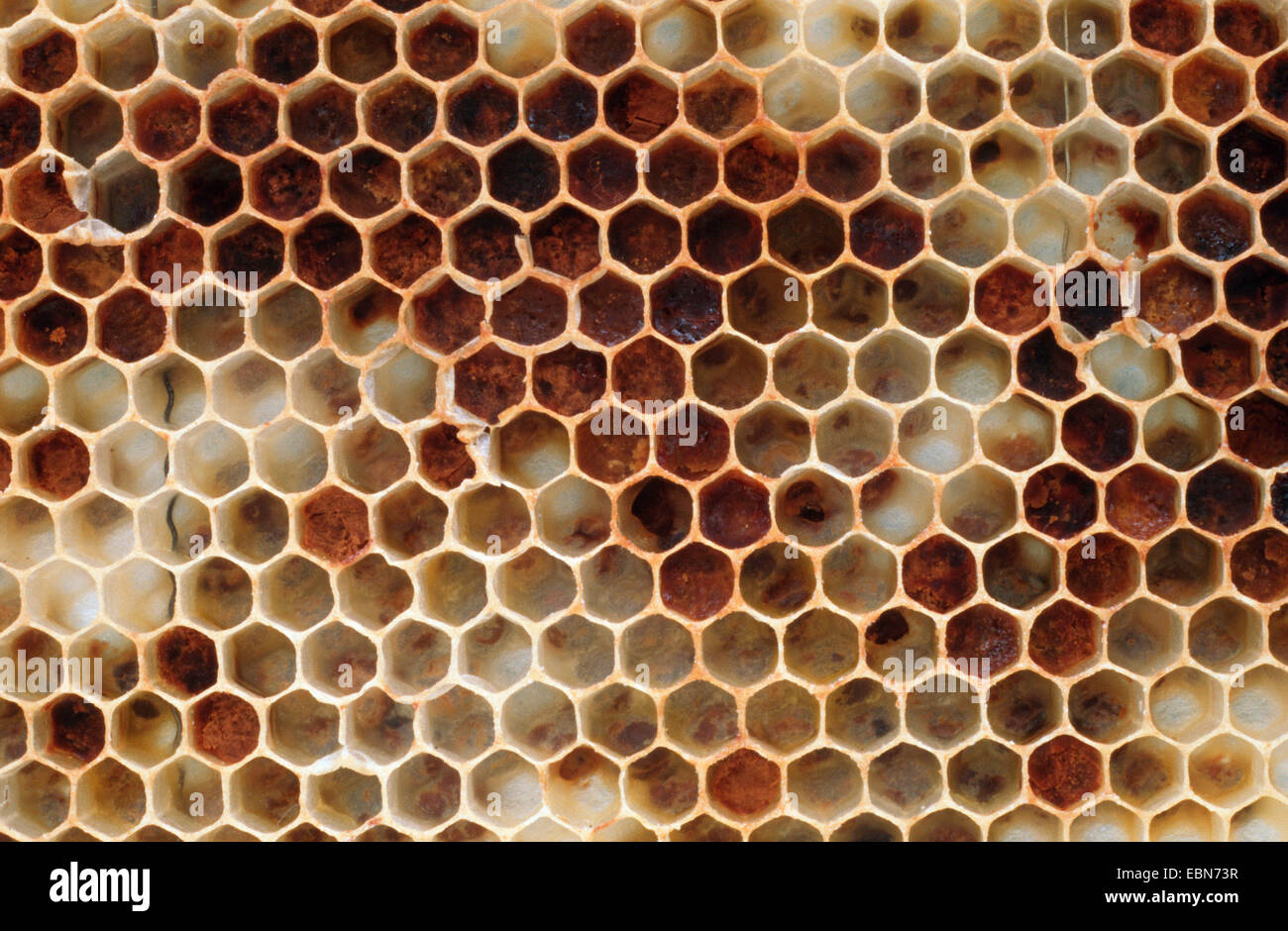 honey bee, hive bee (Apis mellifera mellifera), honeycombs, pollen ...