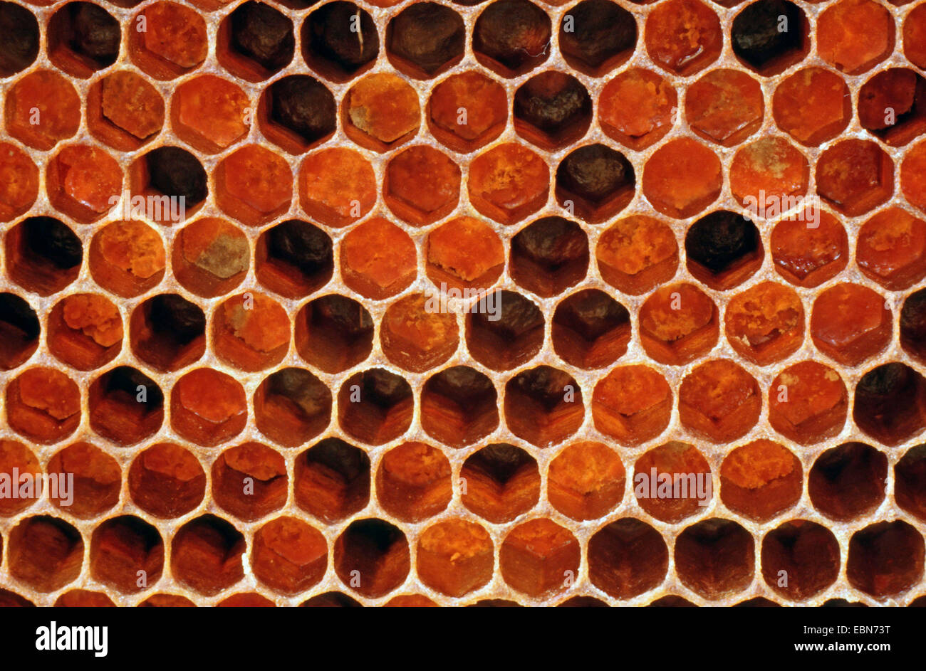 honey bee, hive bee (Apis mellifera mellifera), honeycombs, pollen ...