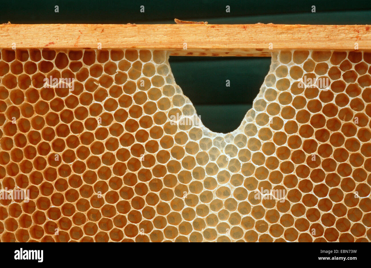 honey bee, hive bee (Apis mellifera mellifera), drone cells, Germany ...