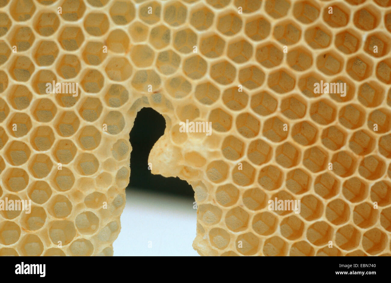 Queen cell hi-res stock photography and images - Alamy