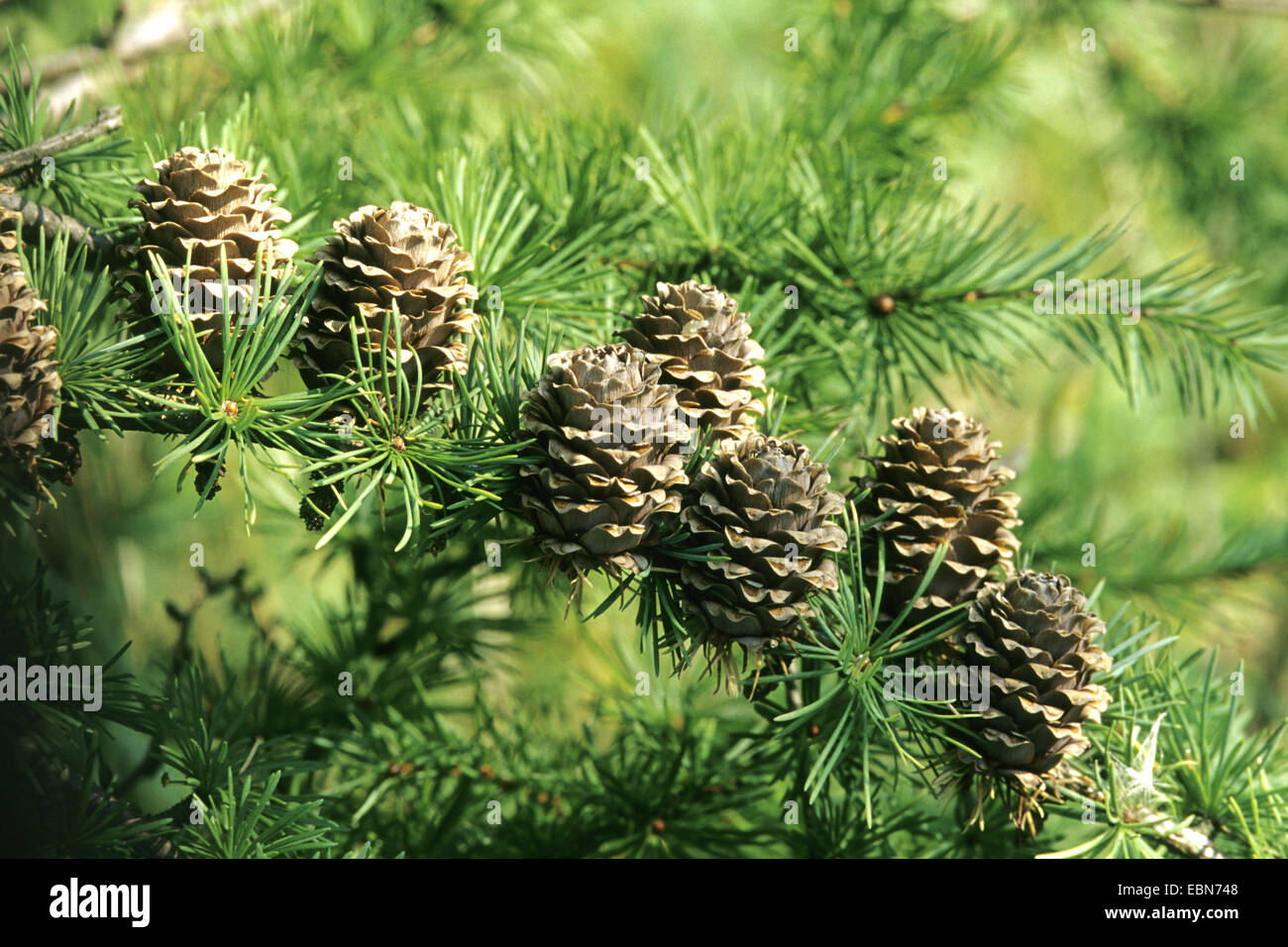 Japanese larch (Larix kaempferi), branch with cones Stock Photo - Alamy