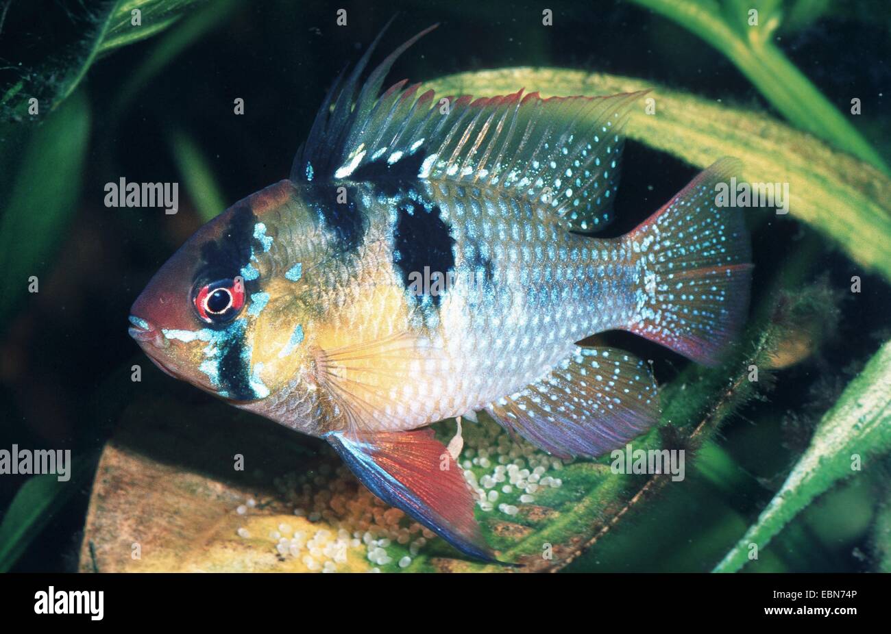 Ramirez's dwarf cichlid, Ramirezi, Ram cichlid (Papiliochromis ramirezi ...
