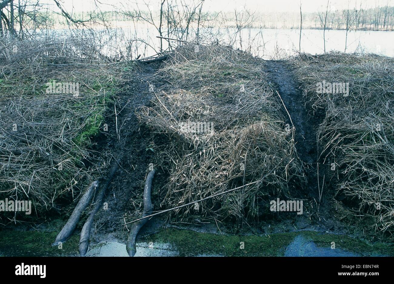 Eurasian beaver, European beaver (Castor fiber), runway, Germany ...