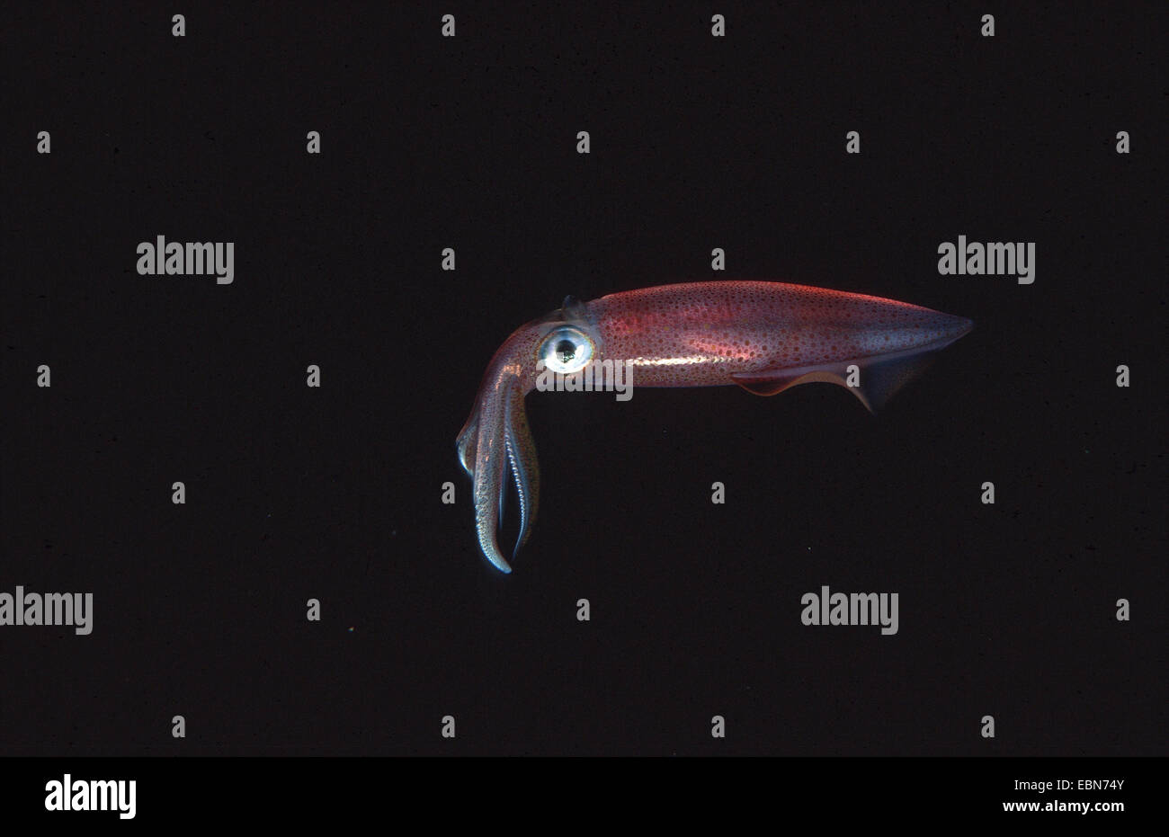 Common squid loligo vulgaris hi-res stock photography and images - Alamy