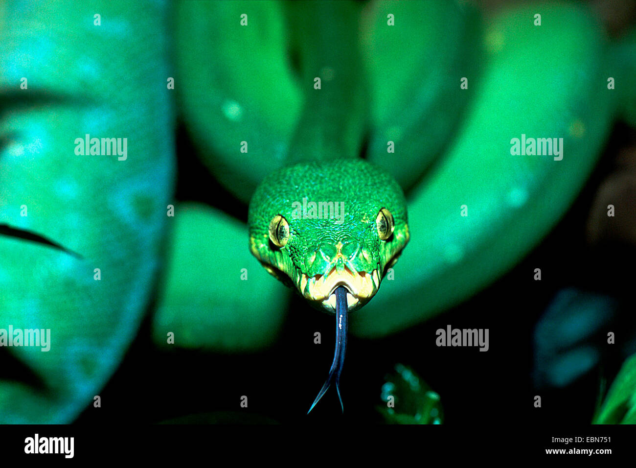 Green Tree Python (Chondropython viridis, Morelia viridis), flicking ...