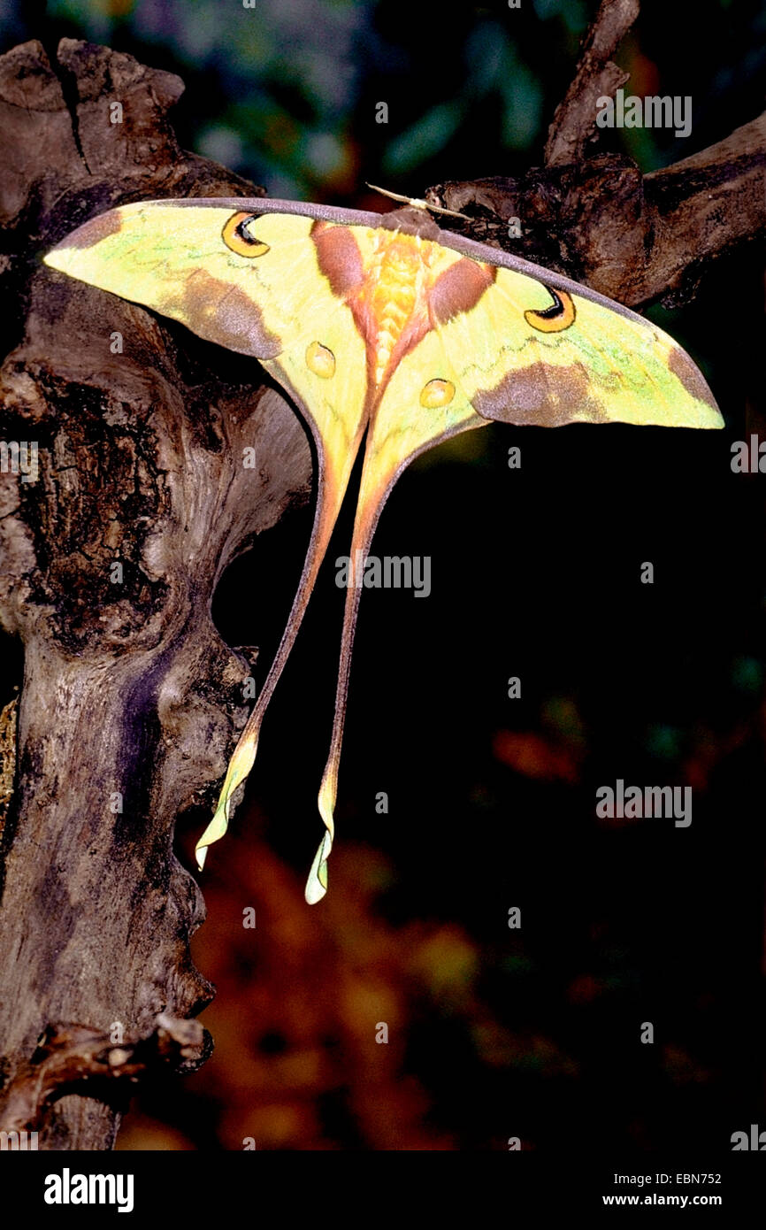 luna moth (Argema maenas), on dead wood Stock Photo - Alamy