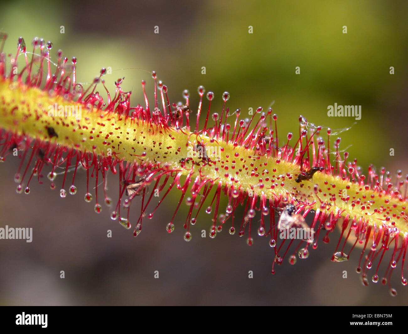 Drosera capensis hi-res stock photography and images - Alamy