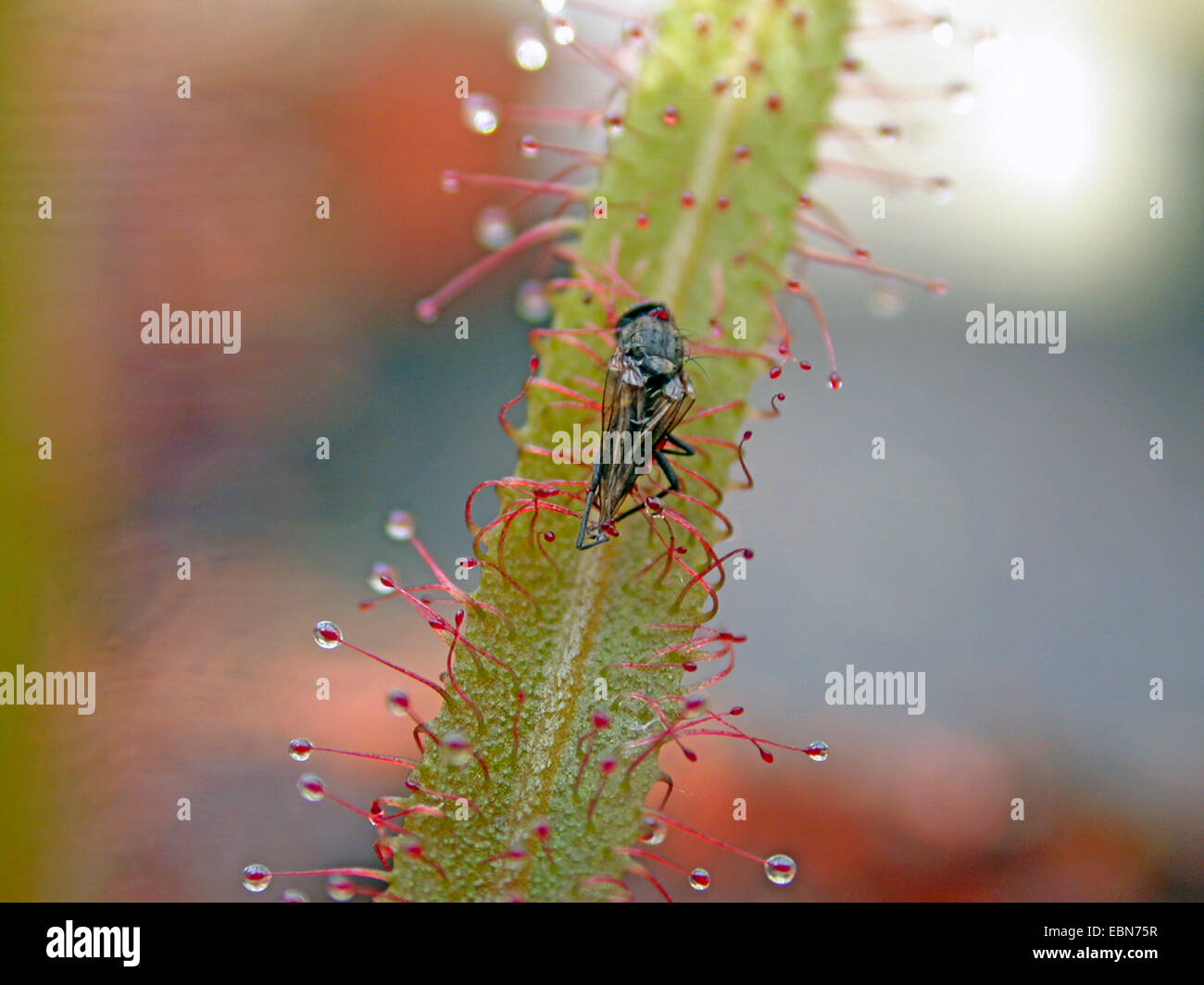 Lance-leaved sundew (Drosera adelae), leaf with caught fly Stock Photo ...