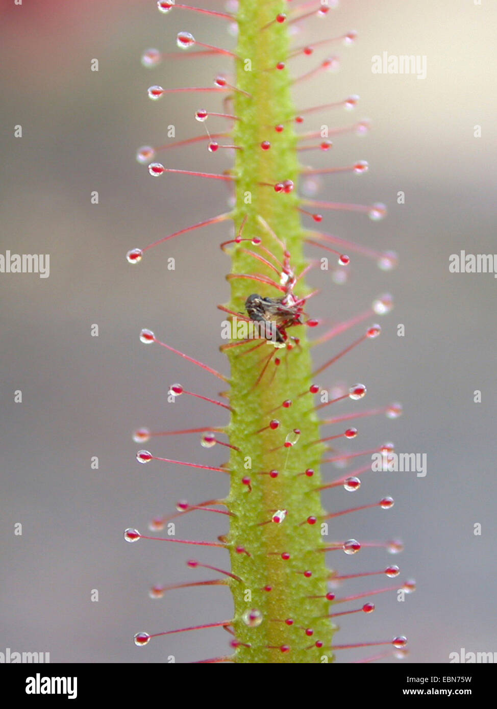 Lance-leaved sundew (Drosera adelae), leaf with caught fly Stock Photo ...