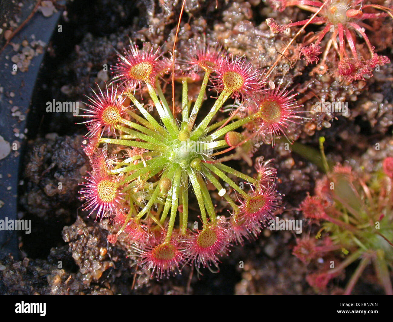 Drosera pygmaea hi-res stock photography and images - Alamy