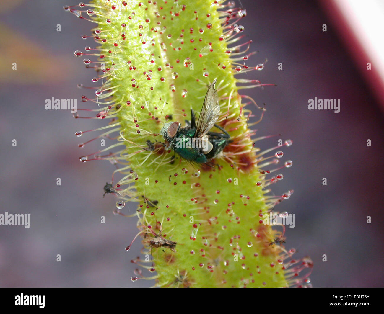King Sundew (Drosera regia), leaf with caught fly Stock Photo - Alamy