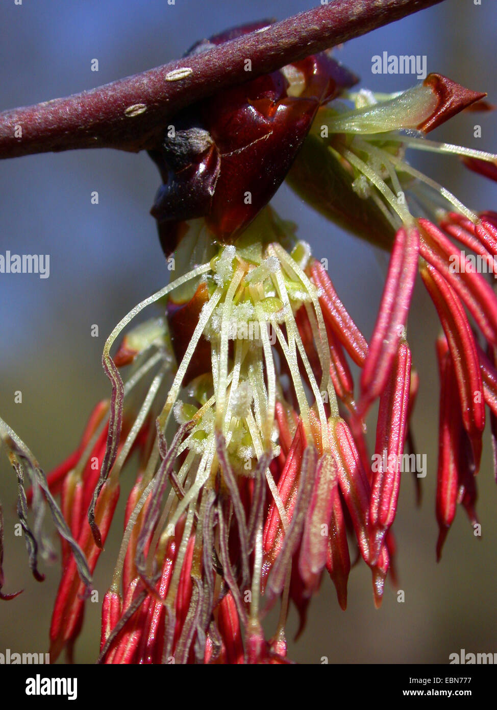 Dicotyledonous anthers hi-res stock photography and images - Alamy