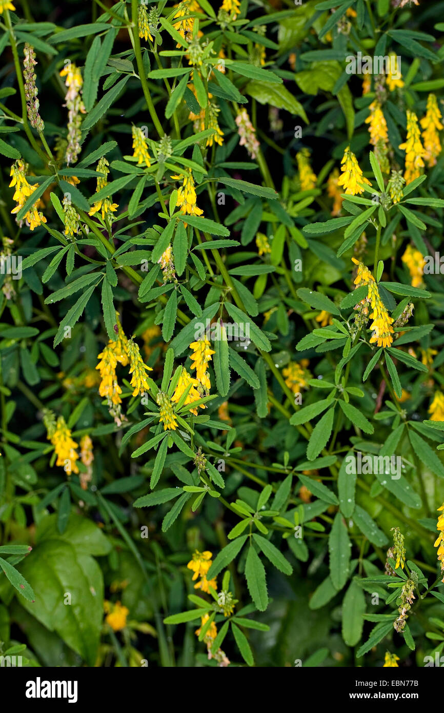 Sweet clover melilotus officinalis hi-res stock photography and images ...