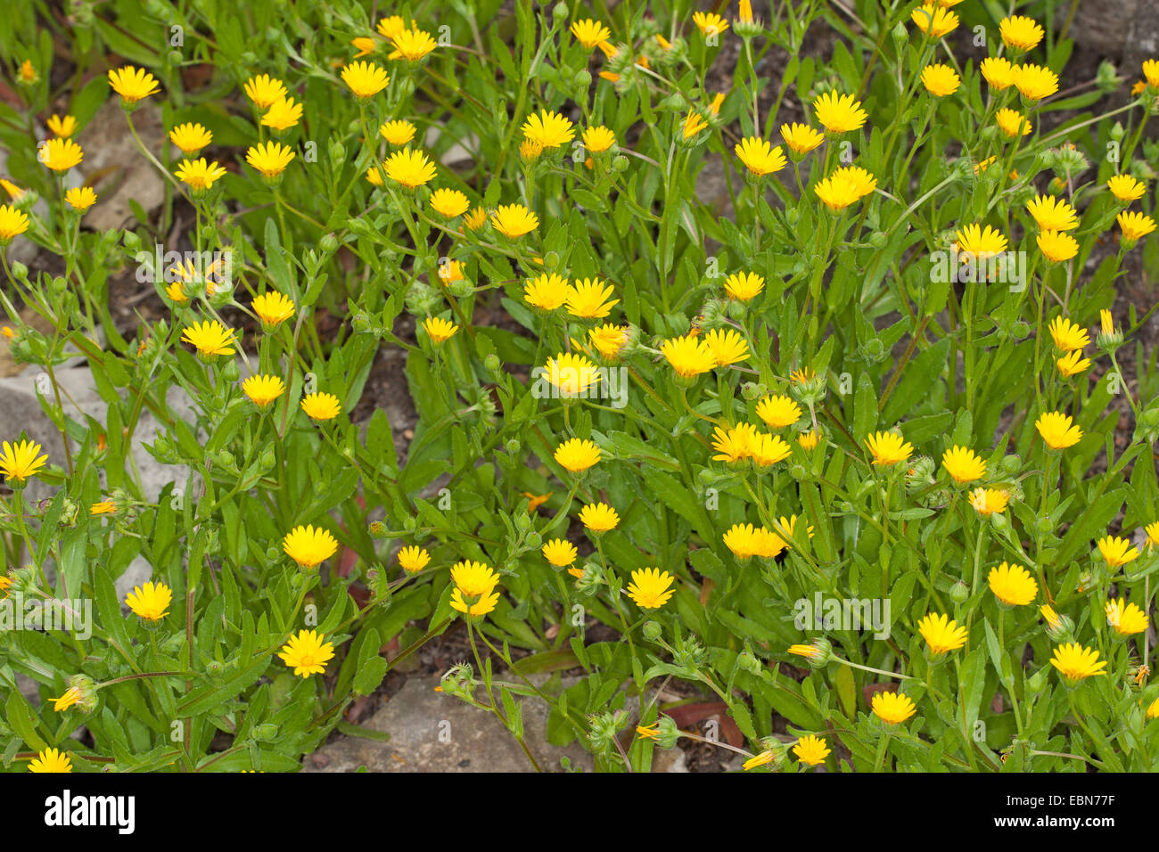 Calendula arvensis hi-res stock photography and images - Alamy