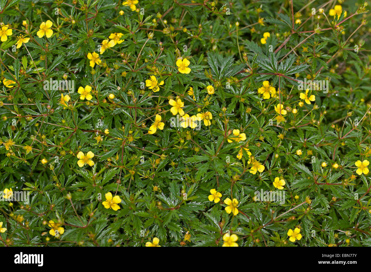 Common tormentil, Blootroot, Shepherd`s Knot (Potentilla erecta ...