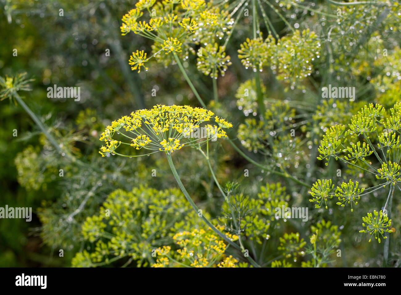 Anethum Graveolens Stock Photos & Anethum Graveolens Stock Images - Alamy