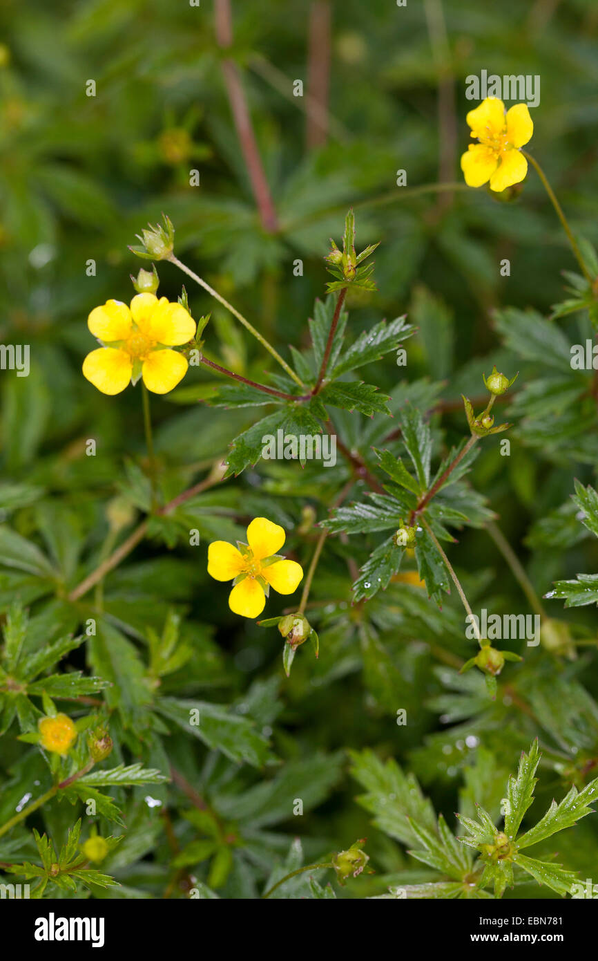 Common tormentil, Blootroot, Shepherd`s Knot (Potentilla erecta ...