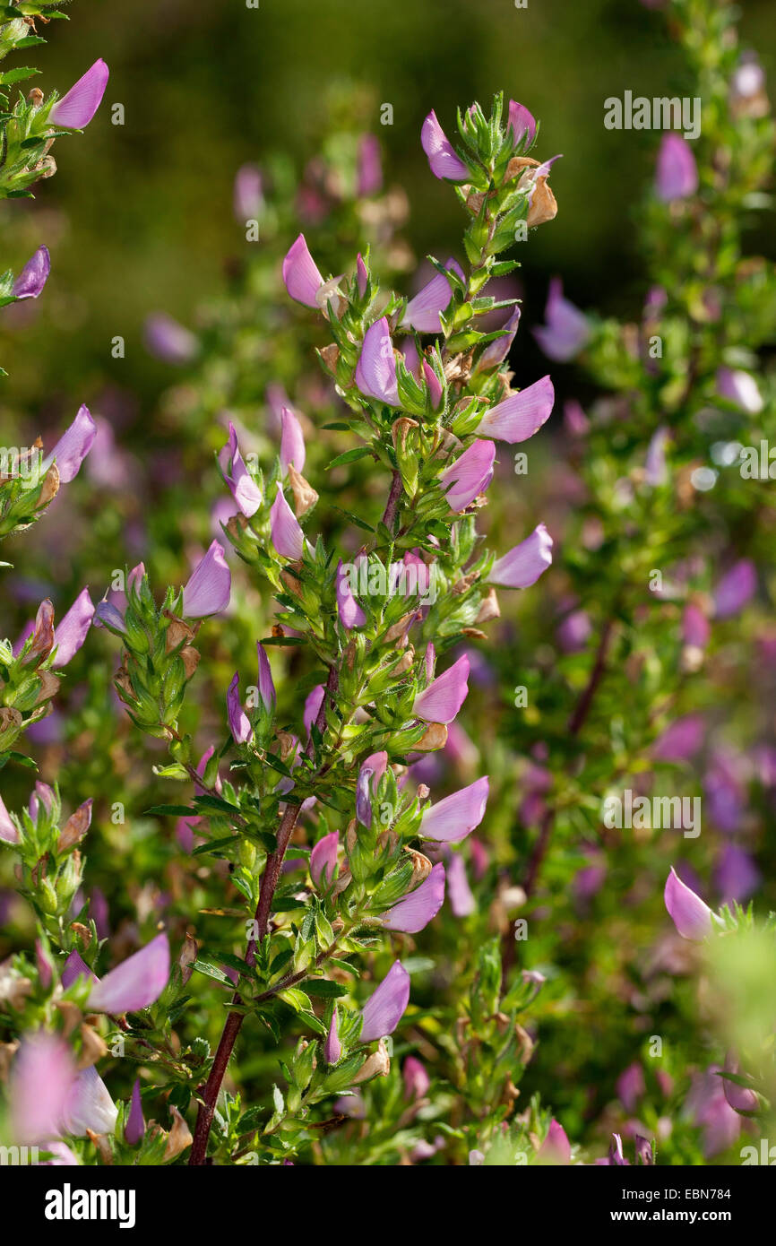 spiny restharrow (Ononis spinosa), blooming, Germany Stock Photo - Alamy