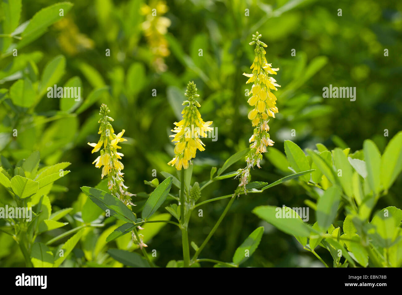 Common melilot hi-res stock photography and images - Alamy